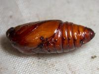Pupae of Australian Lepidoptera